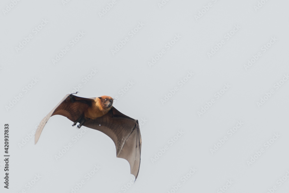 Indian flying fox, indian Bat Flying with sky back ground, clear view ...