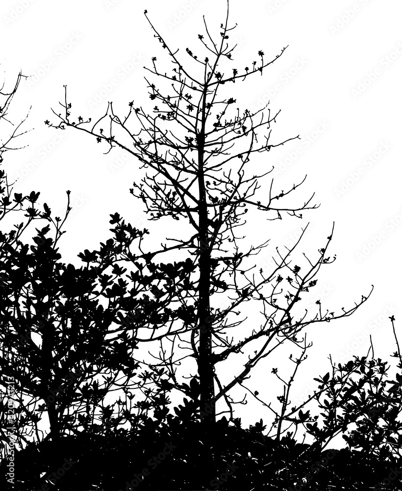 Kapok tree branches forest plant flower season vector background ...