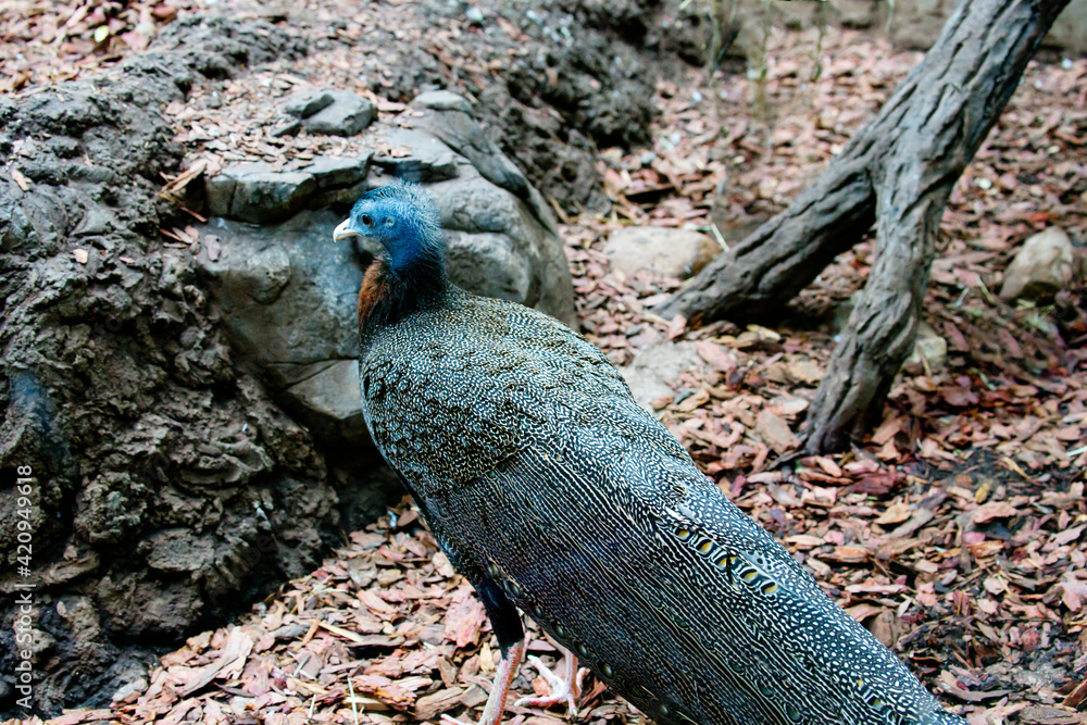Great argus pheasant. Amazing, incredibly beautiful birds that are a ...
