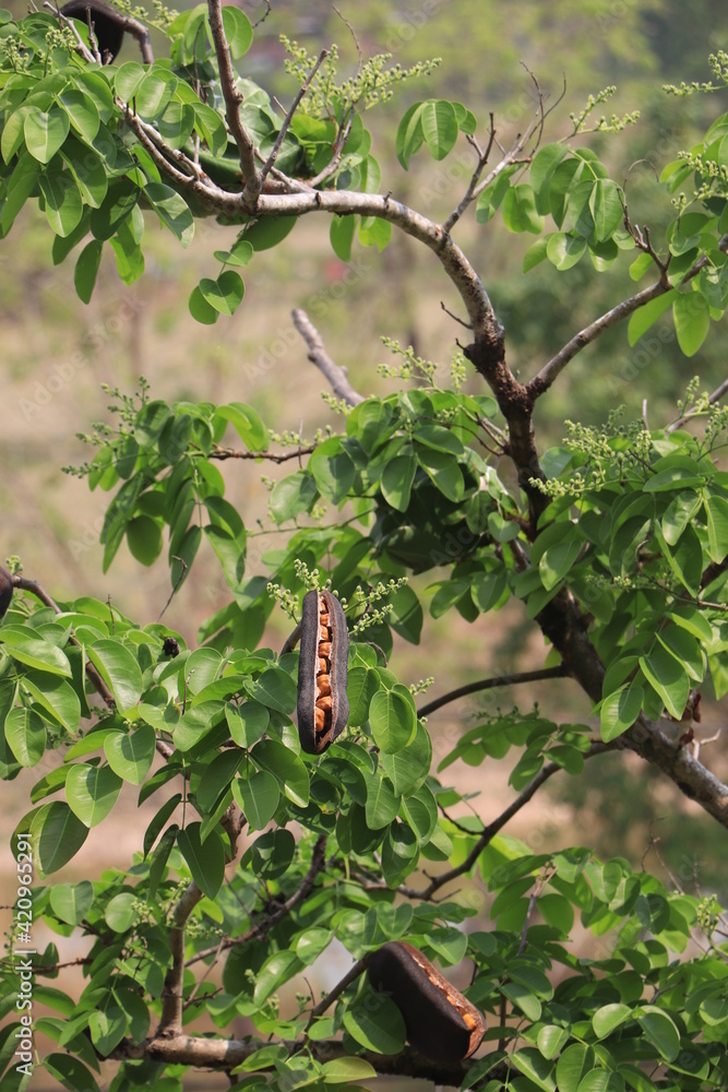 Fruit of the Sindora siamensis Miq. Stock Photo | Adobe Stock