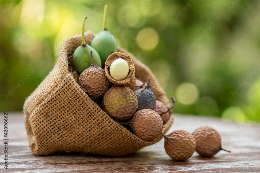 Alexandrian laurel or Calophyllum inophyllum green leaves, fruits on ...