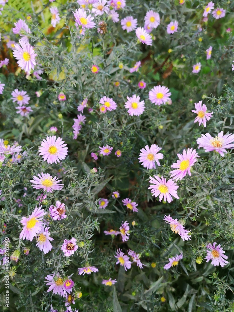 Miniature lilac flowers with yellow cores growing on low green small ...