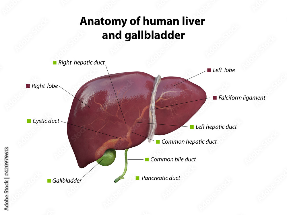 liver and gallbladder anatomy structure. hepatic system organ, Human ...