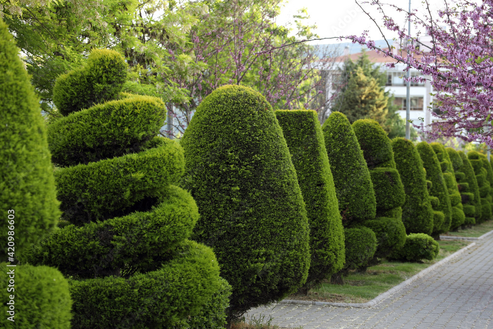 Beautiful garden park with green hedges with trees Stock Photo | Adobe ...