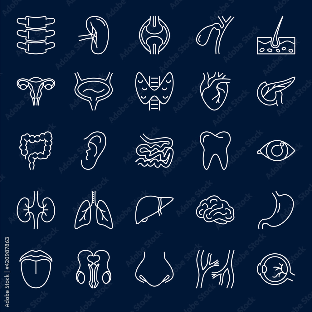 Human internal organs icon set in thin line style Stock Vector | Adobe ...