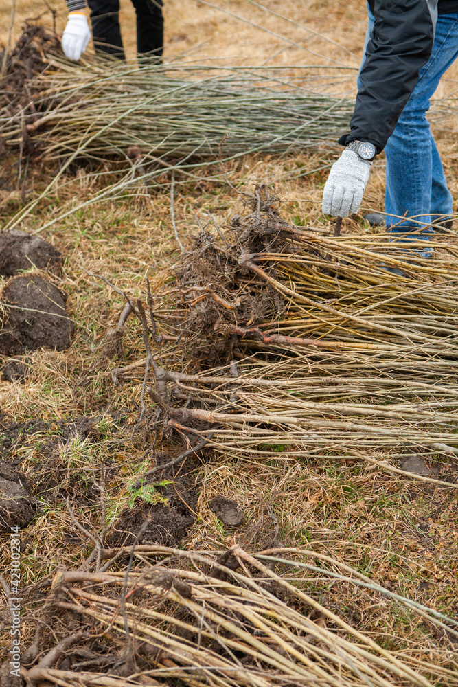 Tree planting is the process of transplanting tree seedlings, generally ...