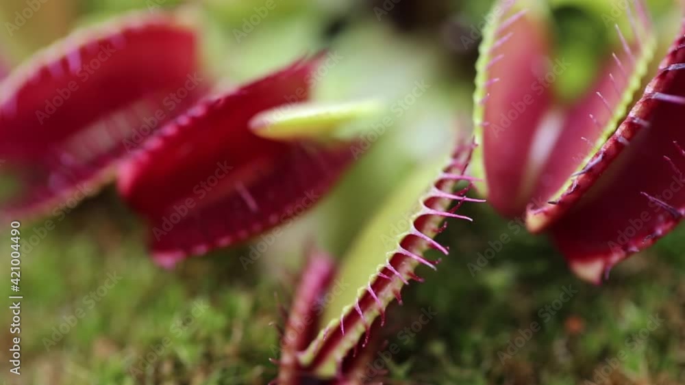 Venus flytrap (Dionaea muscipula) close-up .Carnivorous plants.Indoor ...