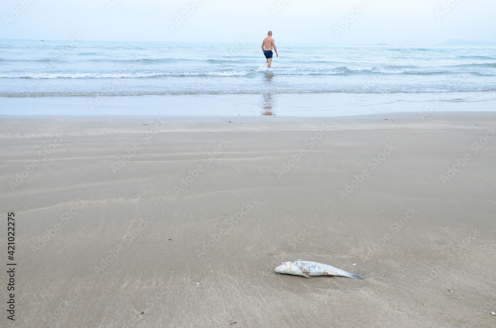 Swimmer in the sea and body of death fish on the beach. Water pollution ...