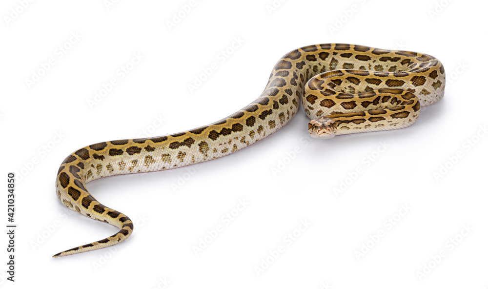 Full length Burmese Python aka Python bivittatus snake. Isolated on ...