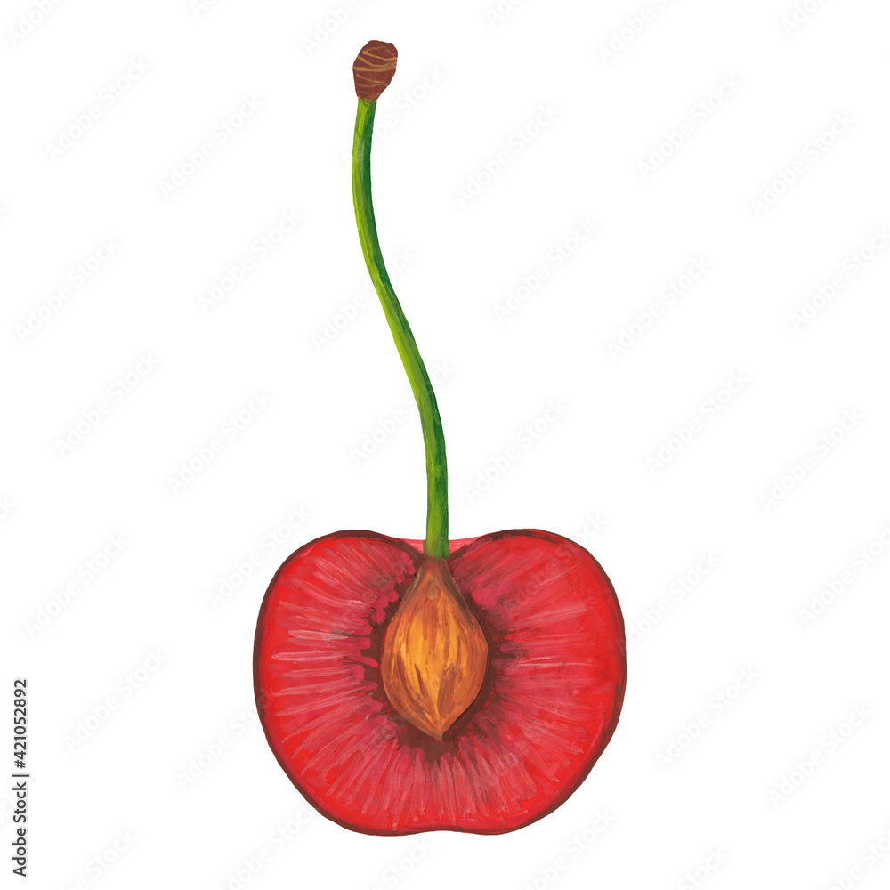 half cherry with twig and seed - hand drawn realistic illustration ...