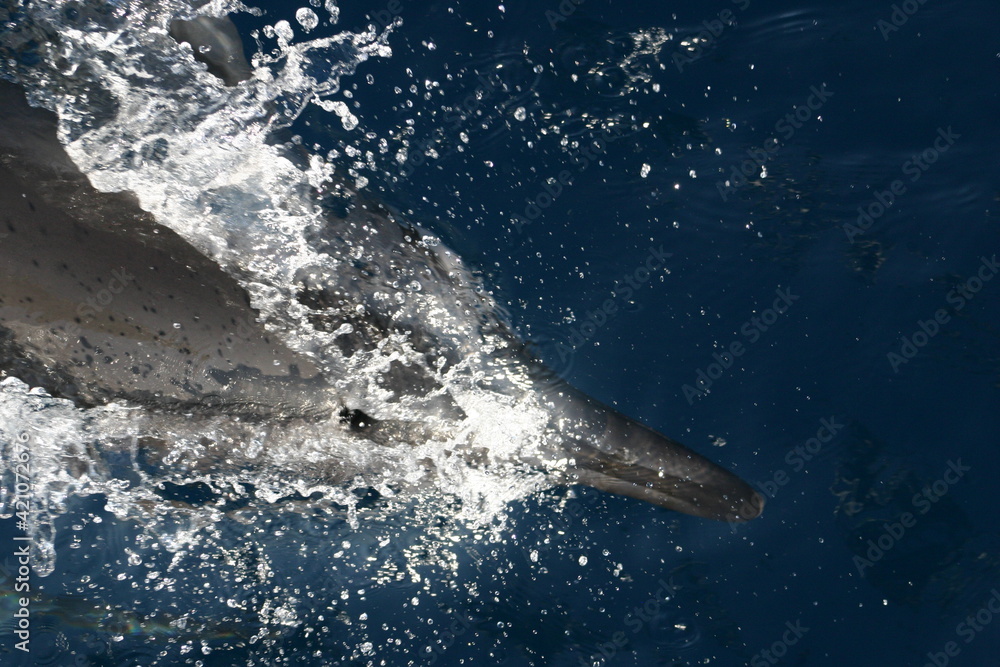 Foto de Spinner Dolphin Playing on Bow Wave in Maui Hawaii just ...