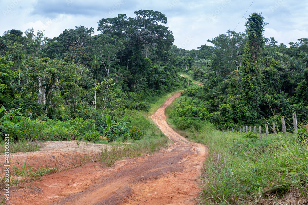 Beautiful view of forest trees and dirt road in Chico Mendes Reserve in ...