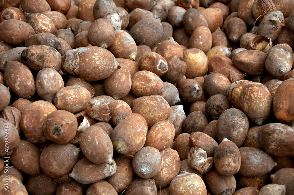 Foto de Textura de Coco de Babaçu. do Stock | Adobe Stock