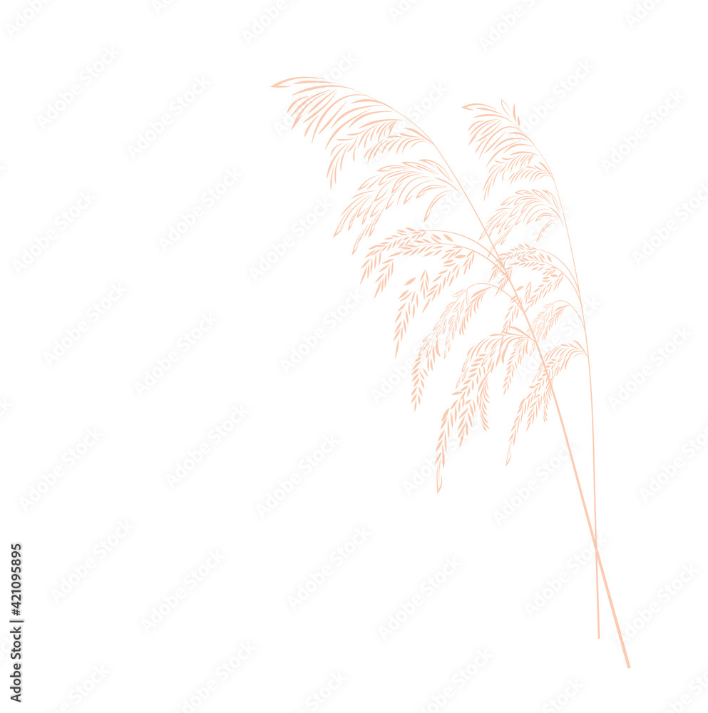 Vector stock illustration of pampas grass. Cream branch of dry grass ...