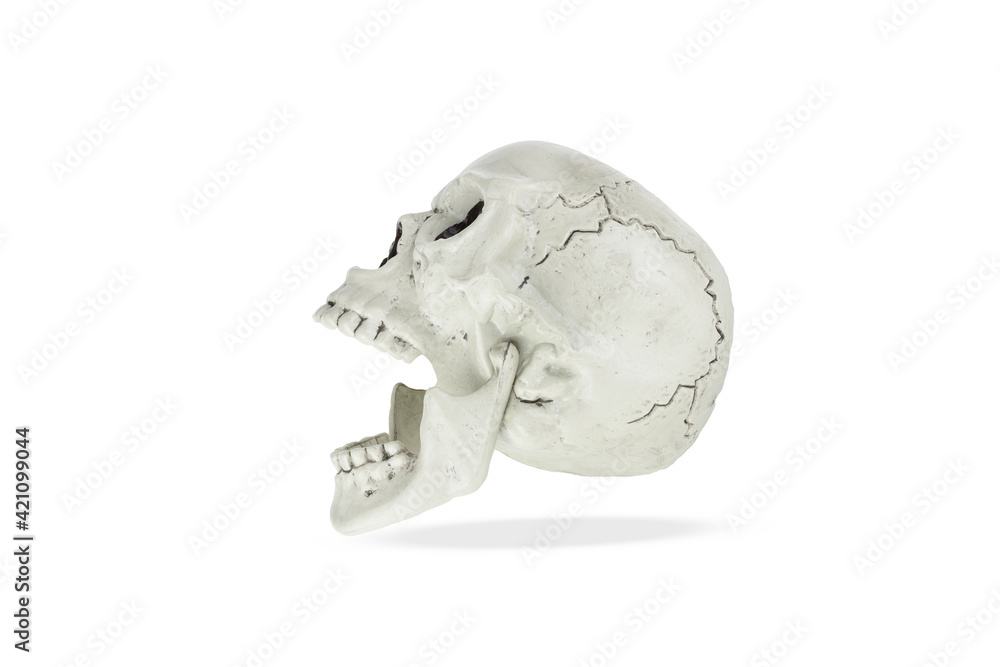 Human skull with wide open mouth in profile, isolated on white ...