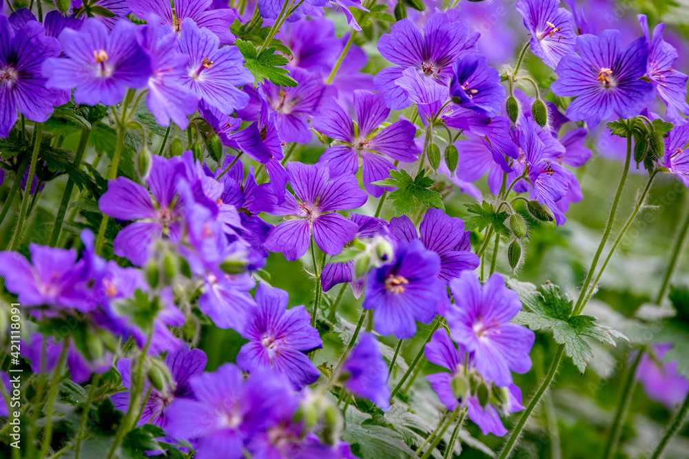 Geranium magnificum, purple cranesbill, is species of plant in genus ...