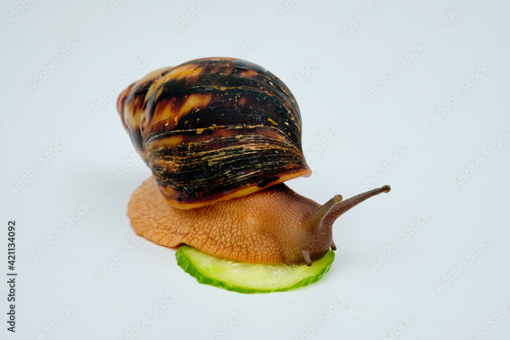 giant African snail achatina eats a piece of cucumber. isolated on a ...