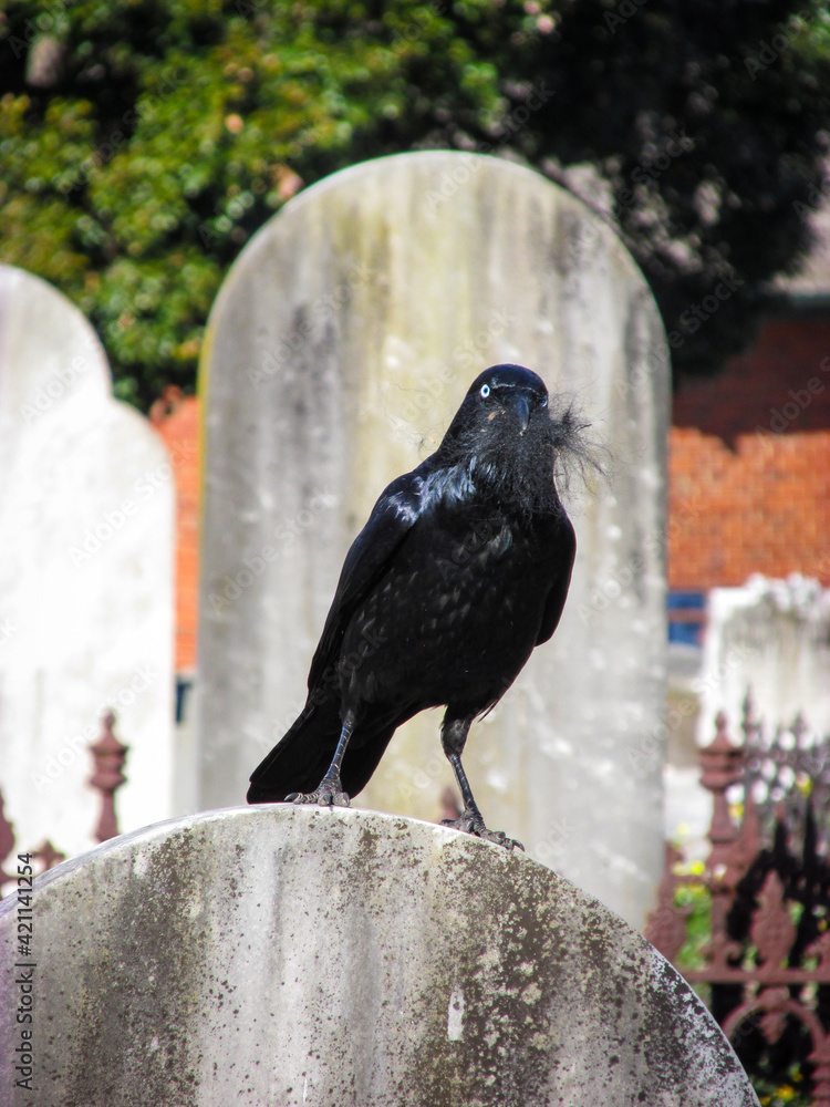 A crow with some fluffs on its beak perches on a tombstone in ...