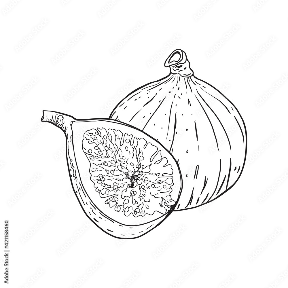 Botanical drawing of fig fruit Stock Vector | Adobe Stock