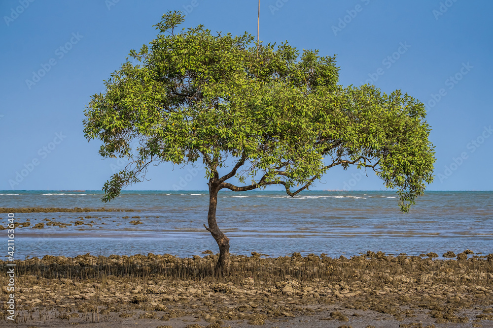 Avicennia officinalis trees with blue sky at tropical beach in Thailand ...