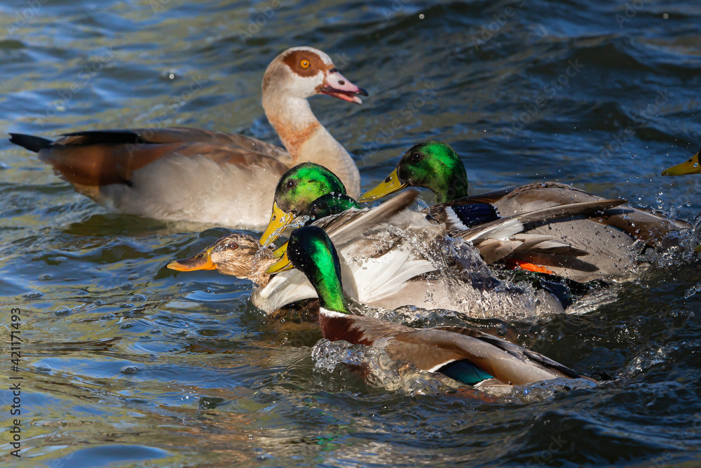 Fight between wild ducks. Wild mating. Several ducks fight each other ...