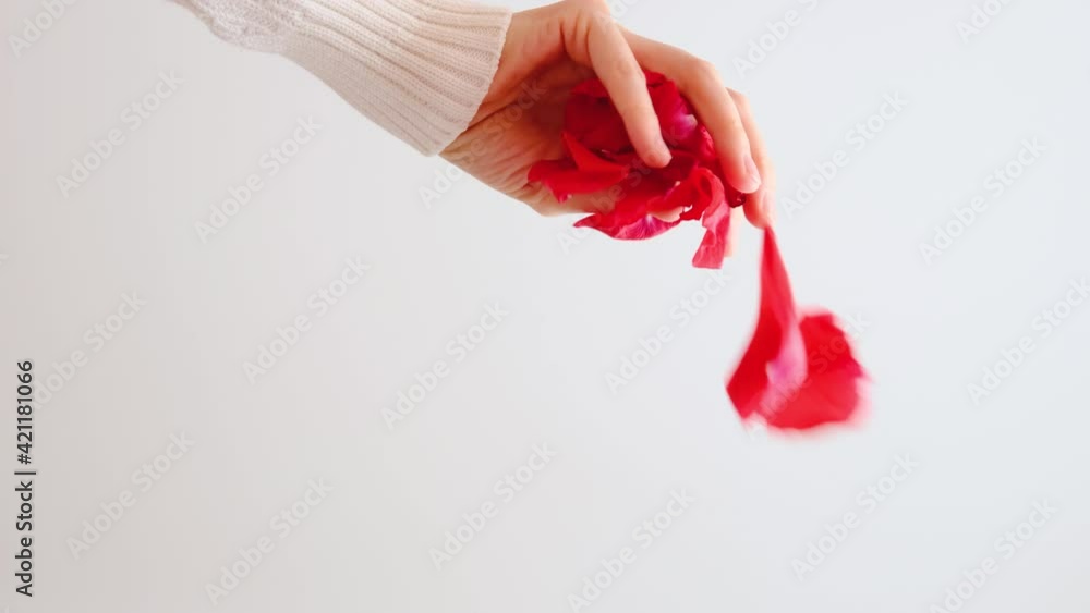 Vidéo Stock Red rose petals are falling from a woman's hand. Bottom ...