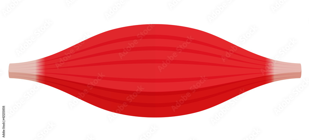 Healthy muscle vector illustration ( red muscle ) Stock Vector | Adobe ...