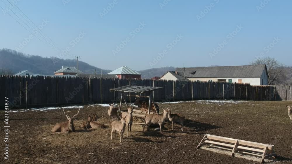 A herd of deer on a private farm in a small village. Ukraine ...