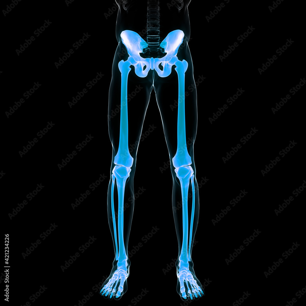 Human Skeleton System Lower Limbs Bone Joints Anatomy Stock ...