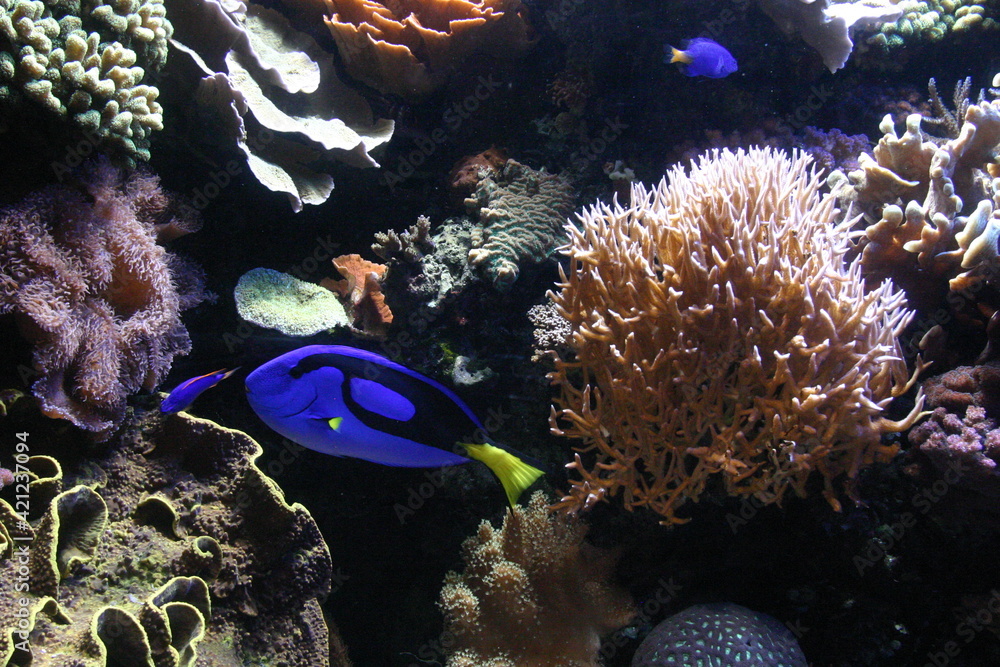 Coral Reef Aquarium with Tropical Animals including Coral and Dory the ...