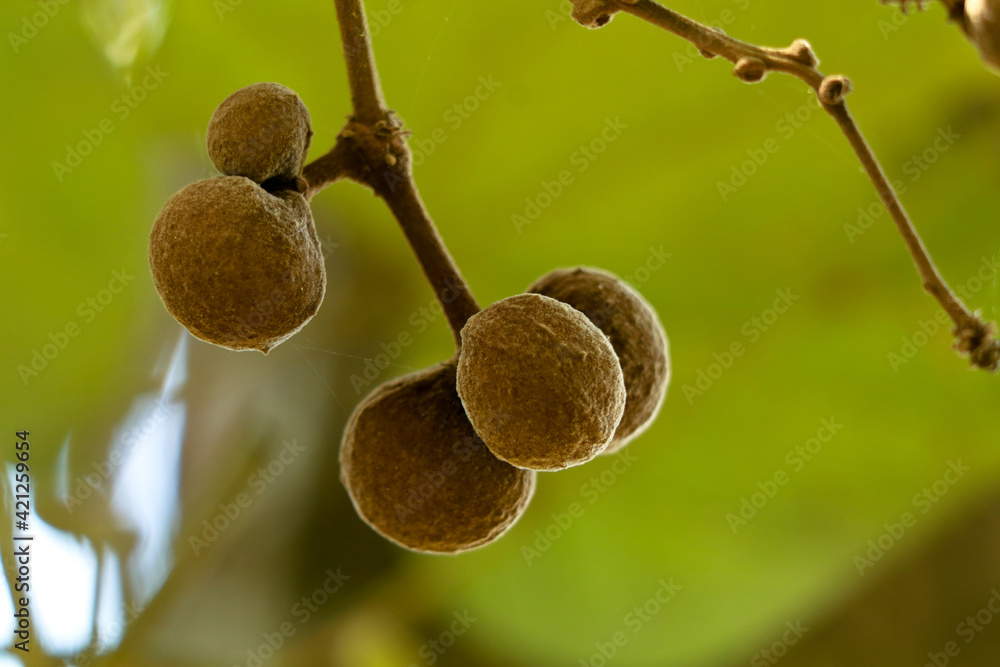 Fruits of yellow vine or Coscinium fenestratum from Western Ghats ...