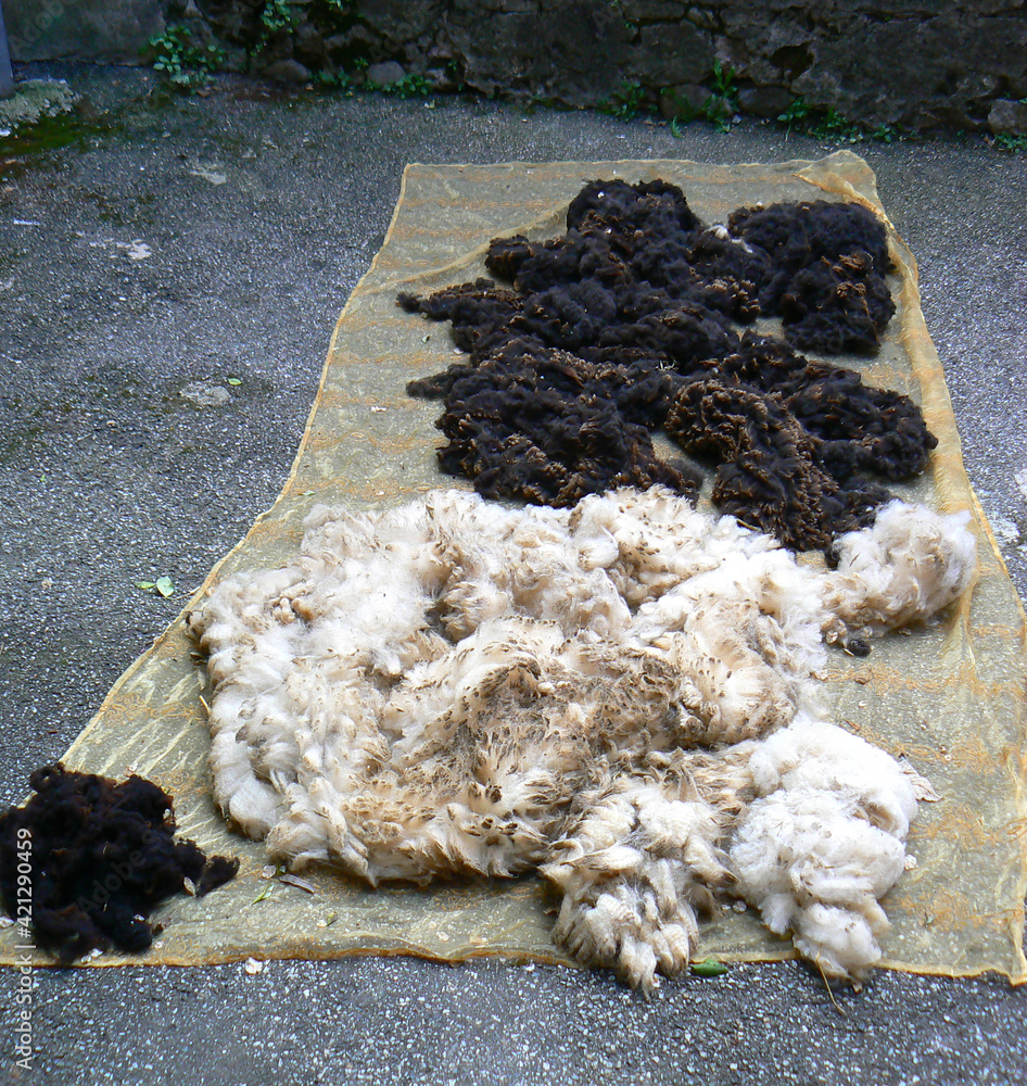 Sheep fleece drying naturally in the sun in Provence, for the artisanal ...