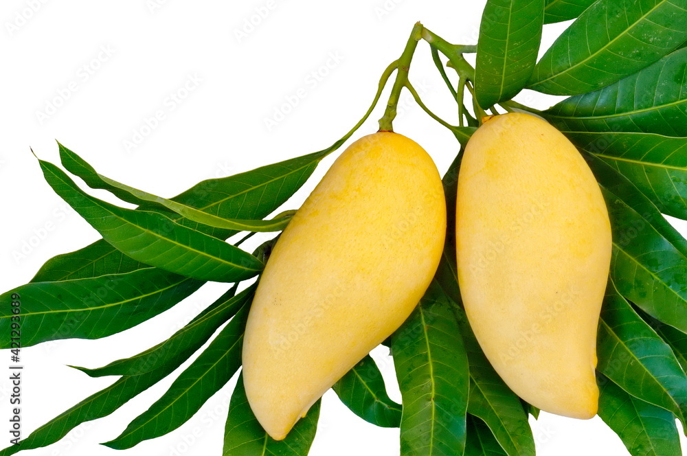 Mangifera is an evergreen tree; a species of the Mango genus (Mangifera ...