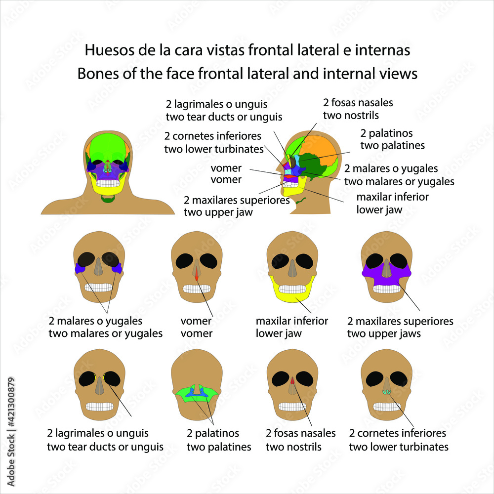 Esqueleto humano huesos de la cara vistas frontal lateral e internas ...