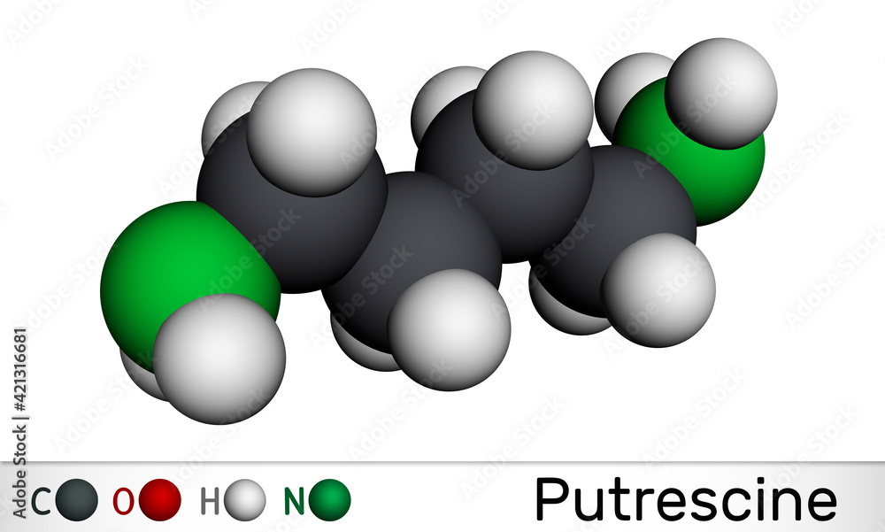 Putrescine molecule. It is toxic diamine, it belongs to the group of ...