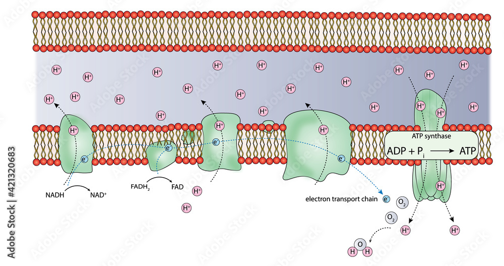 Electron transport chain protein complexes Stock Illustration | Adobe Stock