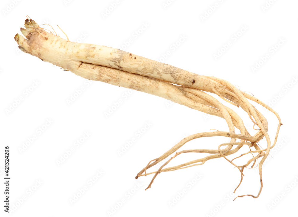 Root of Korean Bellflower (Platycodon grandiflorus) commonly known as ...
