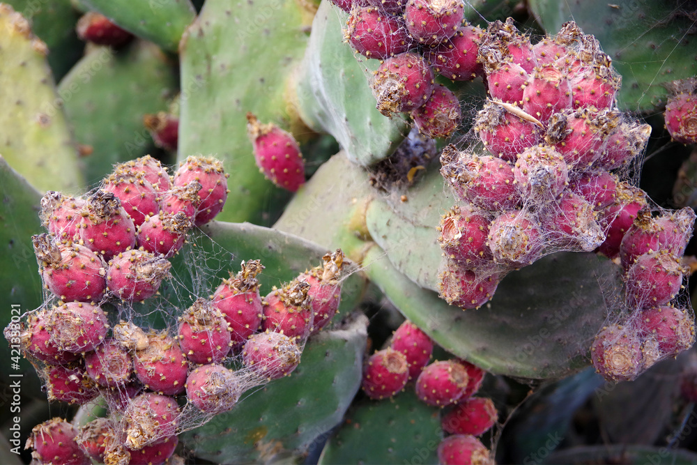 The fruits of a prickly pear cactus covered by spider webs Stock Photo ...