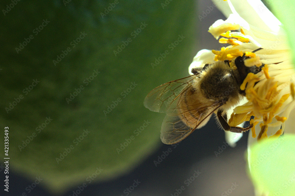 abejas buscando y polinizando flores, flores de limon blanca Stock ...