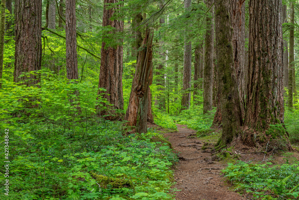 USA, Washington State, Olympic National Forest. South Fork Skokomish ...
