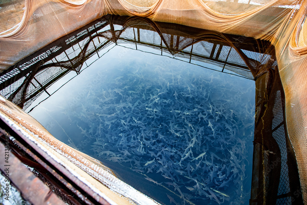 Fish farm for breeding sturgeon fry. Concept aquaculture pisciculture ...
