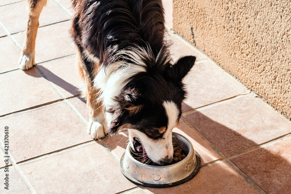 Primer plano de un hermoso perro Border collie comiendo comida para ...