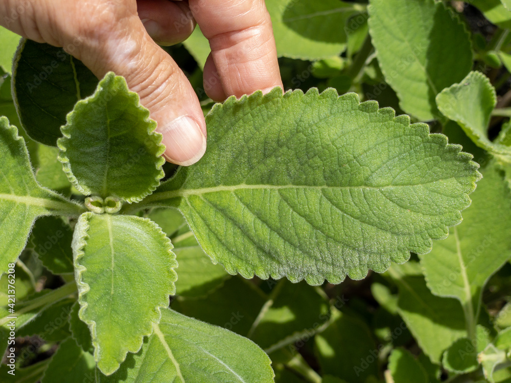 Green plant called Boldo da Terra in Brazil and is used to make tea and ...