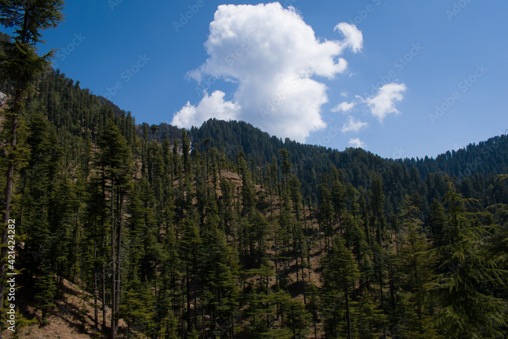 beautiful valley landscape covered with green deodar (himalayan cedar ...