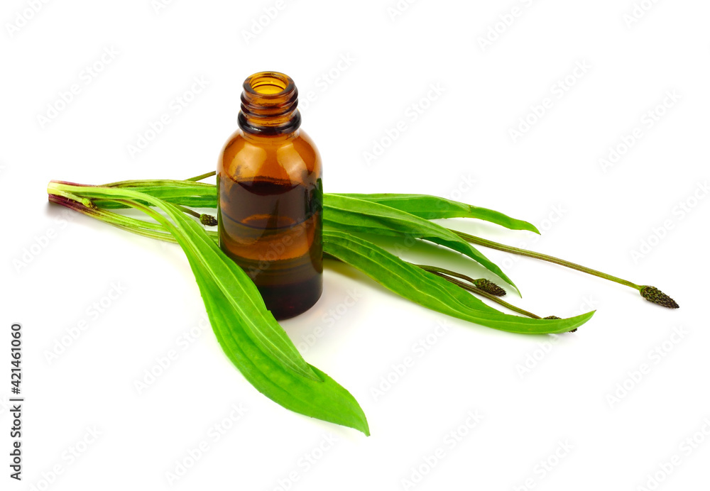Plantago Lanceolata Medication Extract in a Bottle with Plant Leaves ...