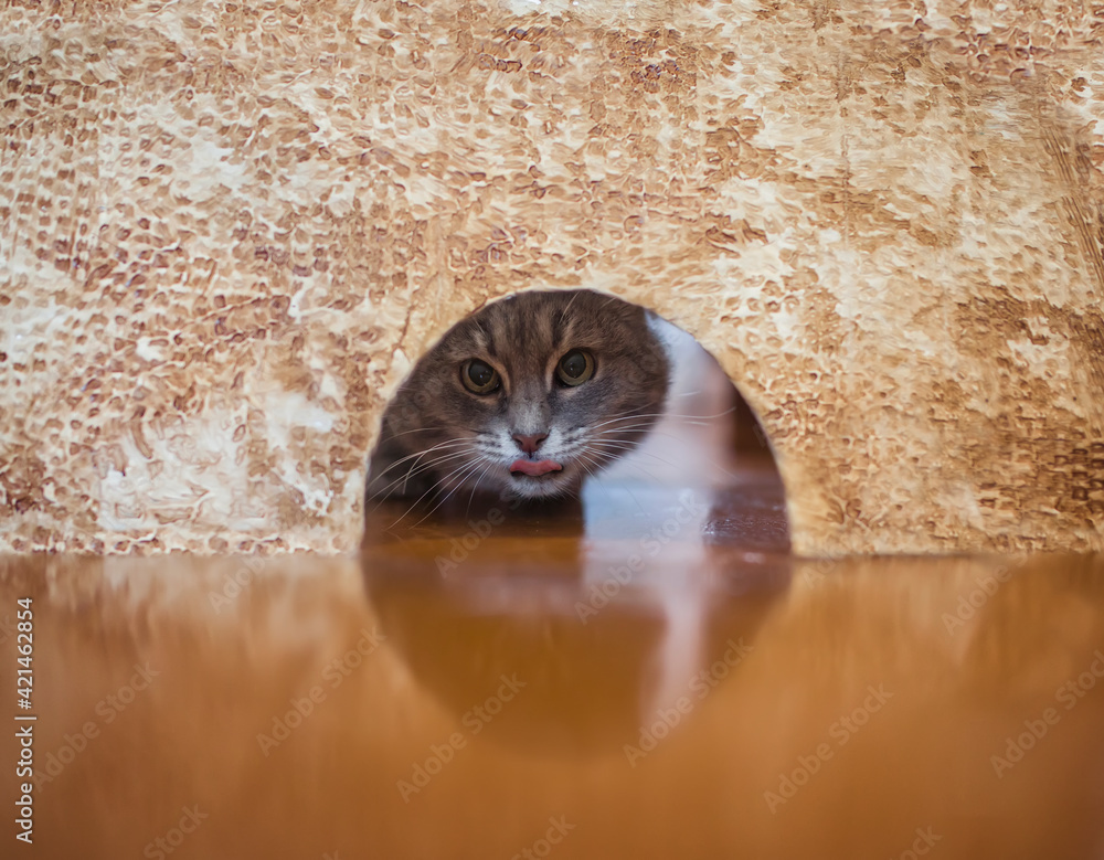 cute tabby cat peeks into a hole in the wall in search of a good mouse ...
