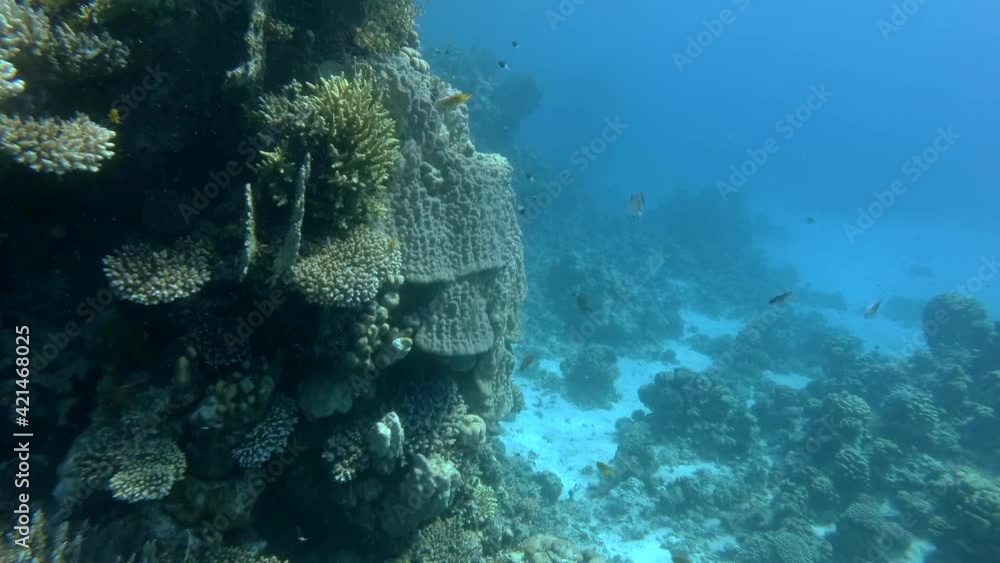 Colorful tropical fish swims near beautiful coral reef on the blue ...