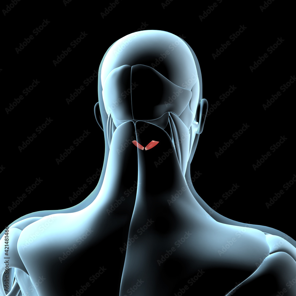3D Illustration of the Rectus Capitis Posterior Major Muscles on Xray ...