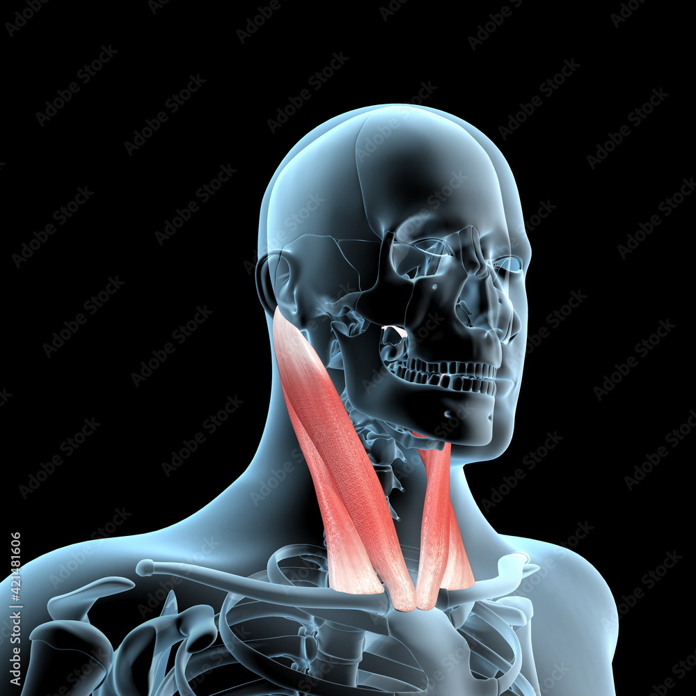 3D Illustration of the Sternocleidomastoid Muscles Anatomical Position ...