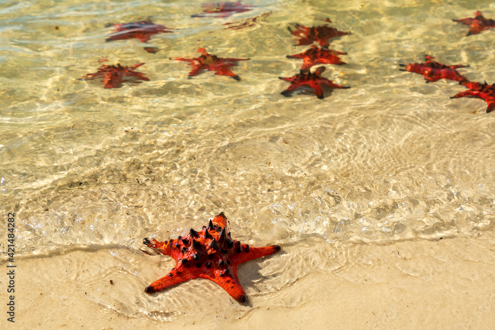 Group of Glittering Starfish on sandy beach in a beautiful sunny day ...